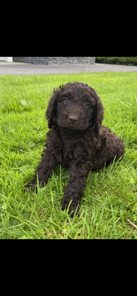 Quality Doodle Puppies - Dogs Sale - Dogs For Sale Ireland