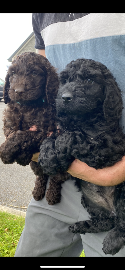 Doodle Puppies for Sale in Castlecoote - Dogs Sale - Dogs For Sale Ireland