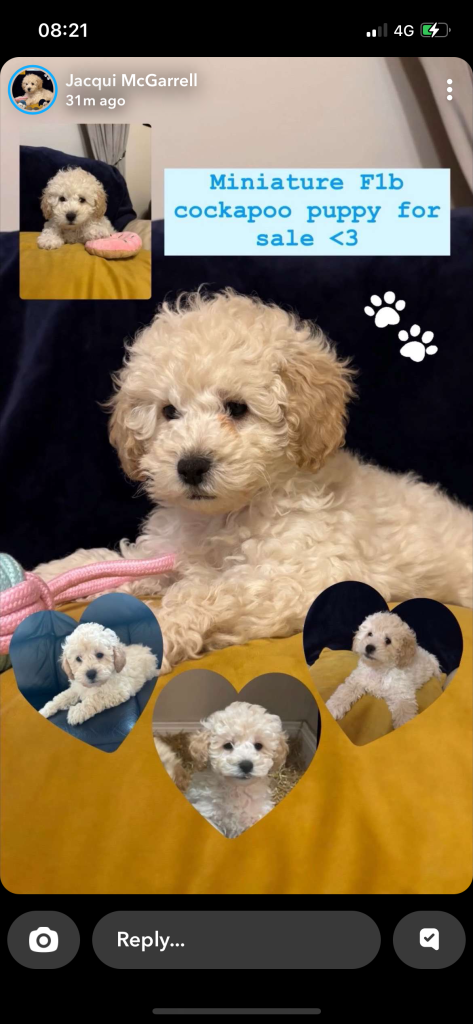 F1b Miniature Cockapoo for Sale in Monaghan - Dogs Sale - Dogs For Sale ...